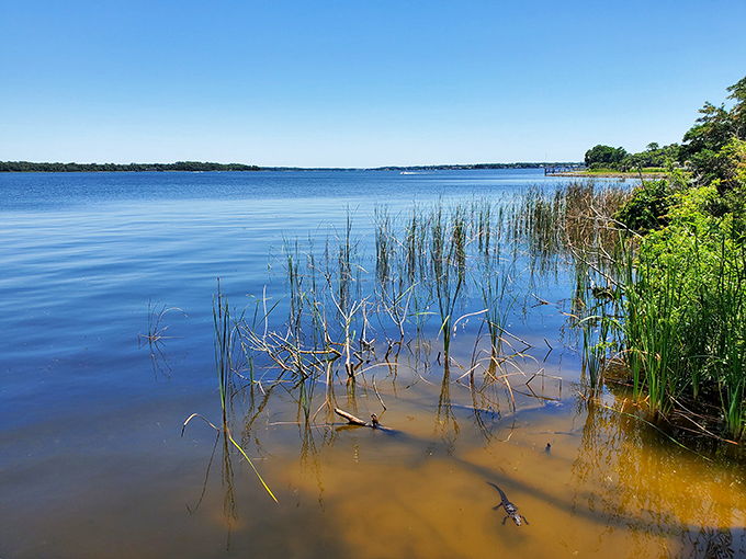 The serene shoreline of Lake Tarpon offers a front-row seat to nature's daily performance, where water meets land in a harmonious display.