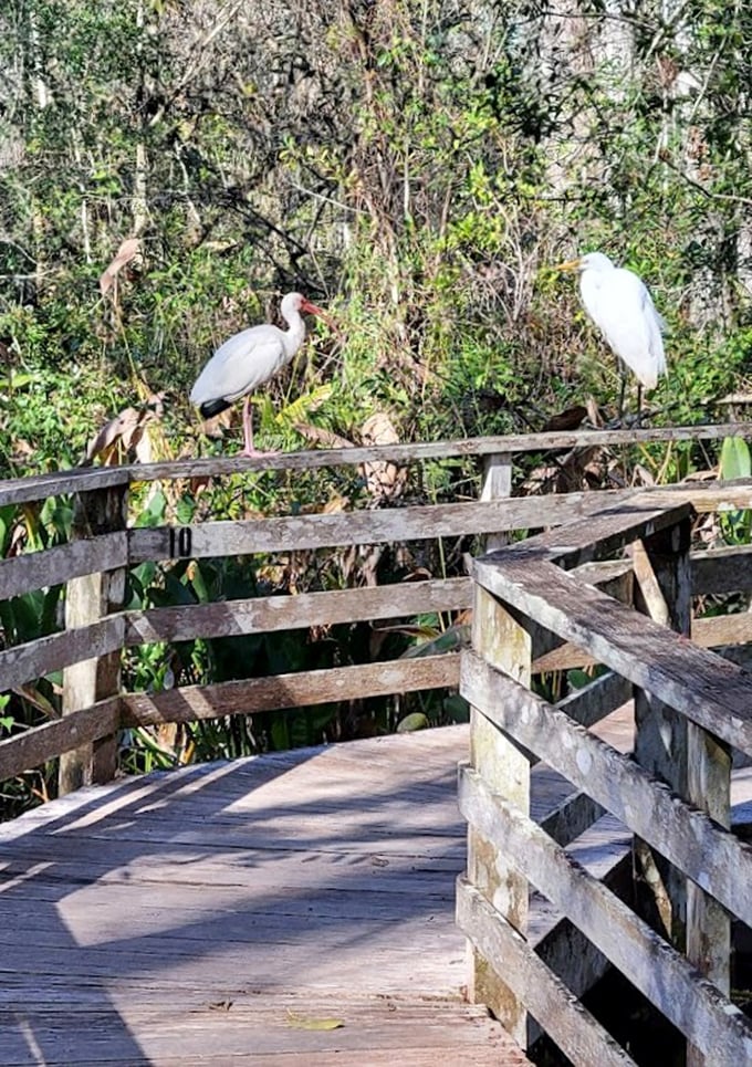 Nature's welcoming committee perches on the boardwalk rail, these feathered residents seemingly as curious about visitors as we are about them.