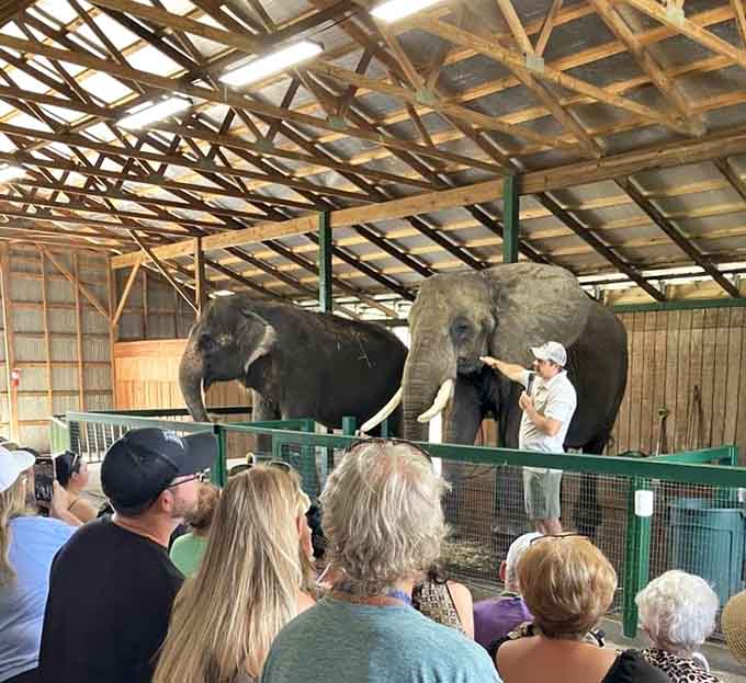 Educational presentations bring elephant intelligence and behavior to life, transforming facts into fascinating stories that visitors of all ages genuinely enjoy learning.
