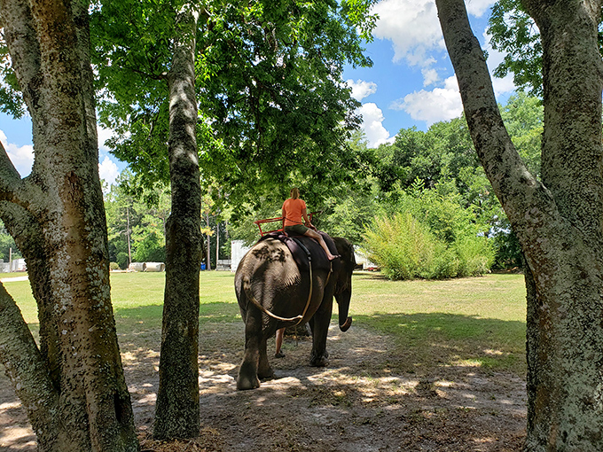 "All aboard the elephant express!" A visitor enjoys the rare thrill of an elephant ride, experiencing the gentle sway of these magnificent creatures firsthand.