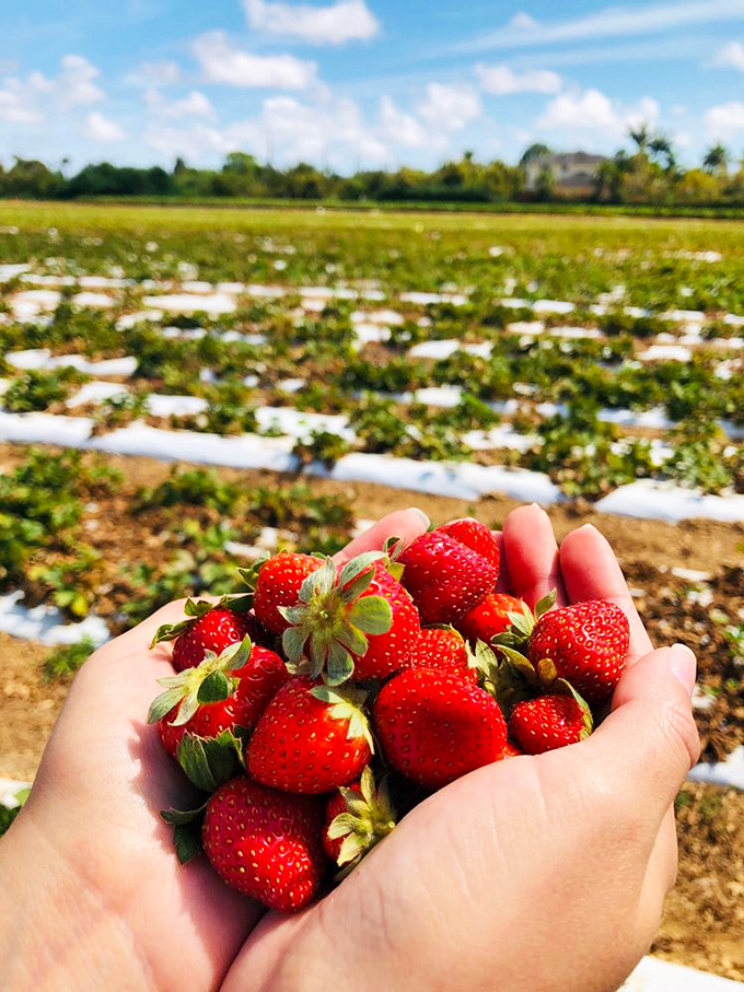 Nature's candy: sun-warmed strawberries fresh from the field. These ruby gems make grocery store berries seem like distant relatives.