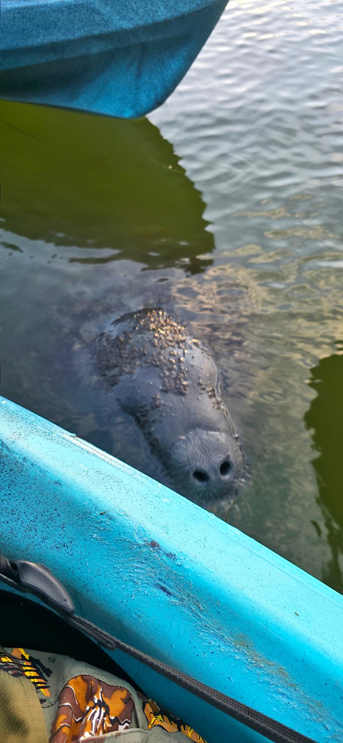 "Excuse me, do you have a moment to talk about water conservation?" This curious manatee checks in with visitors.