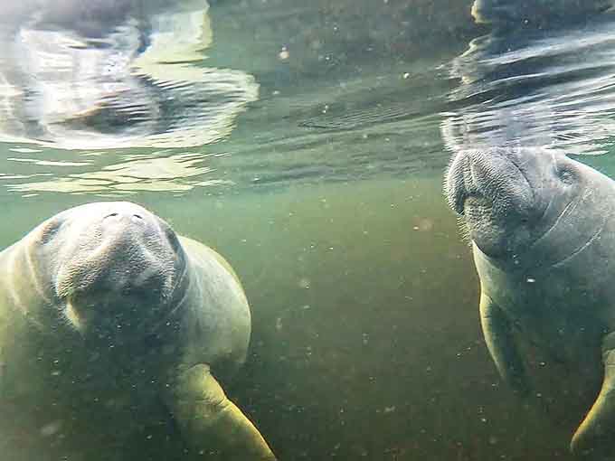 Manatees Underwater: Two curious manatees approach for a closer look &ndash; like gentle underwater neighbors stopping by to borrow a cup of seagrass.