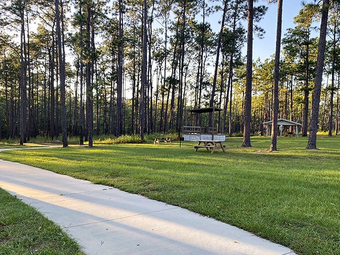 Pine Ridge picnic area &ndash; where squirrels judge your sandwich choices and afternoon naps under towering trees are practically mandatory.