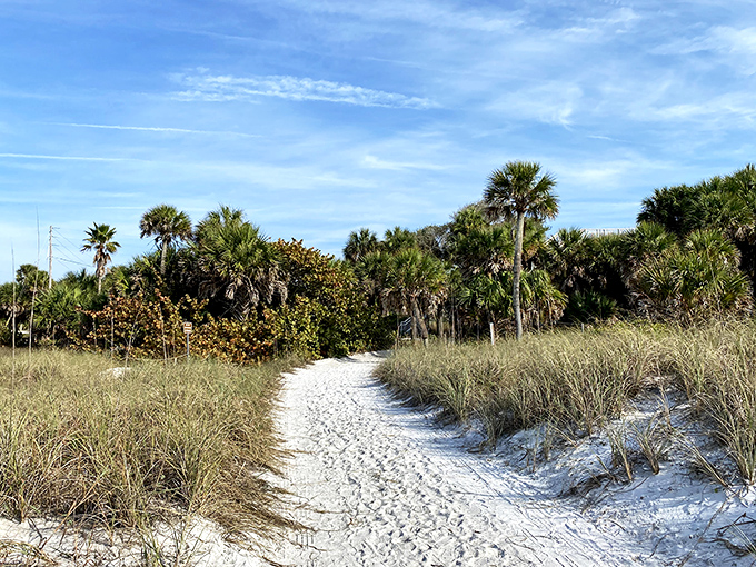 Sandy path: Nature's own yellow brick road winds through sea oats and palms, leading adventurers to secluded patches of coastal bliss.