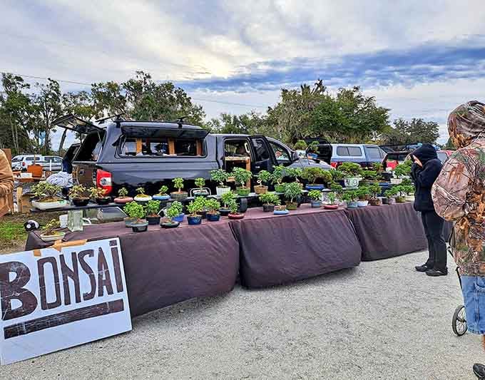 Tiny trees with decades of patient cultivation behind them, bringing zen garden vibes to your windowsill one miniature branch at a time.