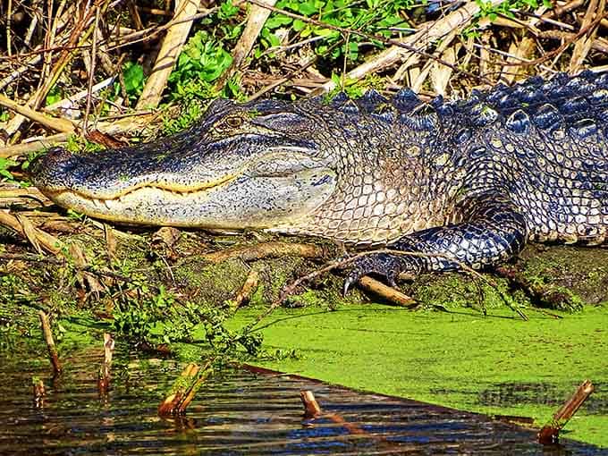 "Paint me like one of your French gators." This prehistoric supermodel has been perfecting that smile for about 200 million years.