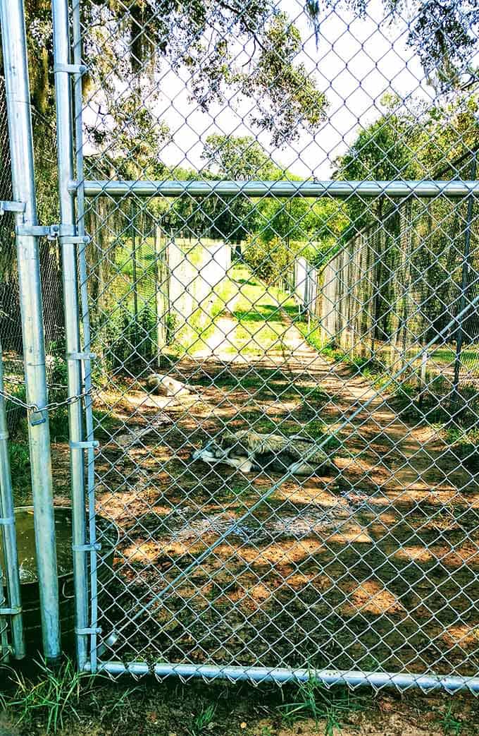 Long, well-maintained enclosures provide both security and freedom for the preserve's residents. Room to roam while staying safely contained.