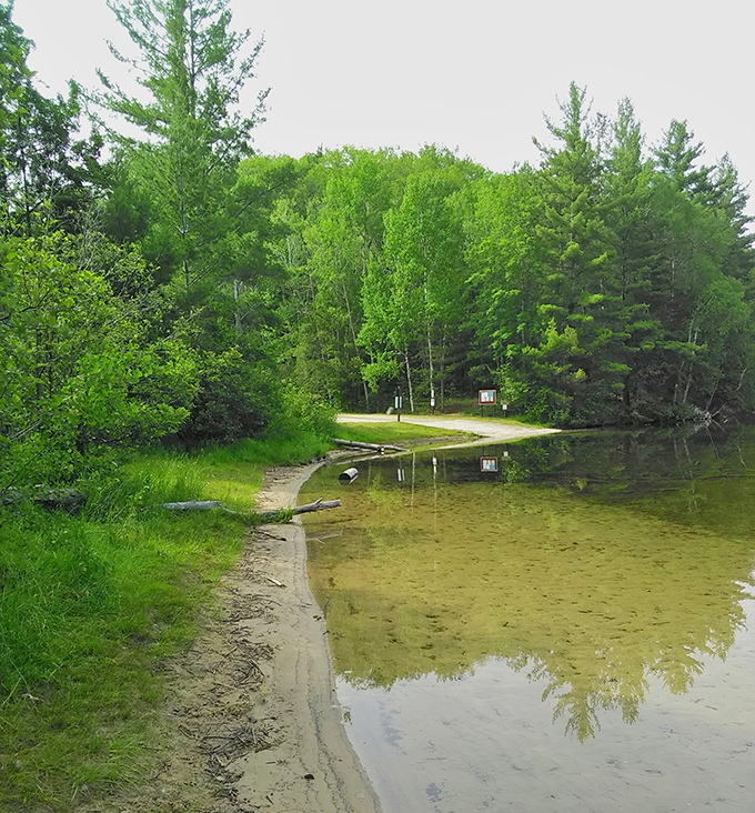Nature's cathedral towering pines create dappled sunlight patterns that no designer could ever replicate.