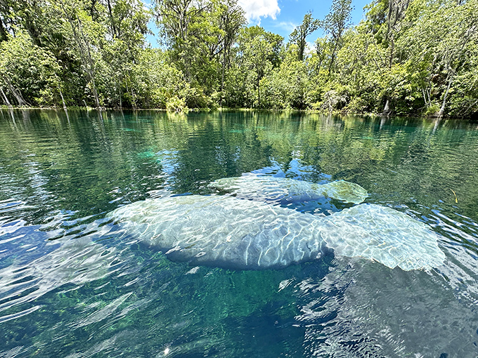 Two manatees sharing secrets in their underwater social club. What happens in the springs, stays in the springs!
