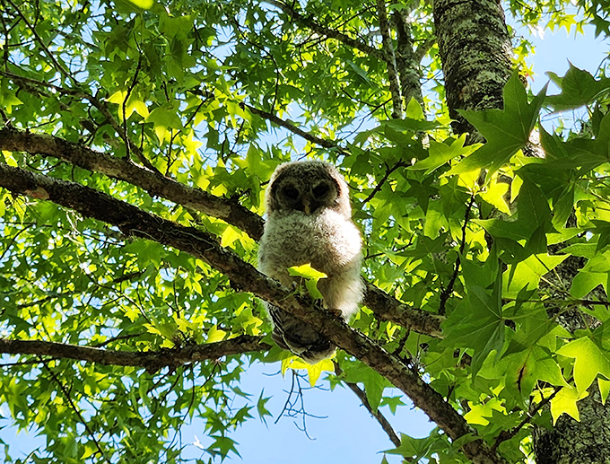 Baby owl says "whooo dares disturb my morning nap?" Spotting wildlife here is like hitting the nature lottery without buying a ticket.