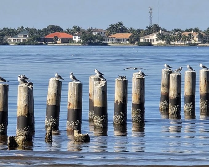 Riverside serenity at Edison & Ford Winter Estates, where wooden posts stand like silent sentinels watching boats drift by on calm waters.