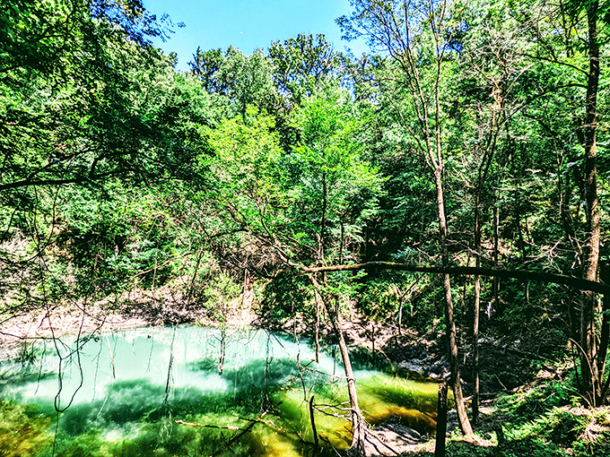 Devil's Millhopper's massive sinkhole creates a prehistoric-looking bowl where tiny waterfalls trickle down fern-covered walls.