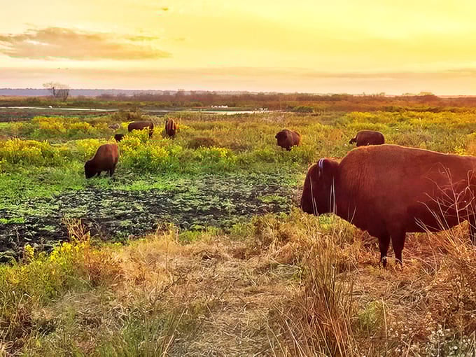 Wild bison graze in golden prairie grass at sunset, an unexpected sight in Florida that feels like the American West. Prehistoric Florida!