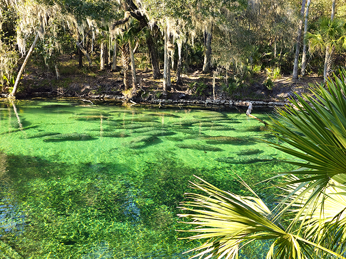The crystal waters of Blue Spring State Park create a window to an underwater world. Fish-watching beats people-watching any day of the week!