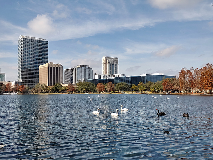 Lake Eola's famous swans glide across mirror-like waters, adding elegant movement to the Orlando skyline's reflection in this urban oasis.