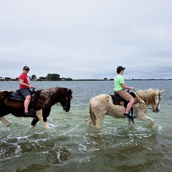 These magnificent horses seem right at home in the water, carrying riders through gentle waves for a unique perspective of Florida's coastline.