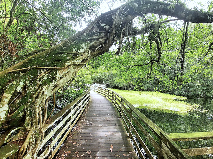 The boardwalk curves gracefully beneath a natural archway, as if the forest itself is bowing to welcome wanderers into its leafy embrace.