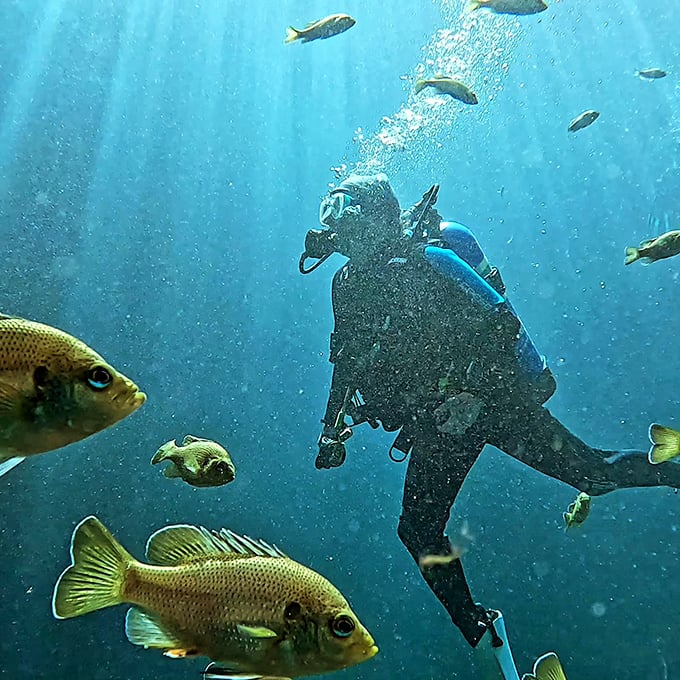 A diver glides through the grotto's depths, surrounded by curious fish that treat human visitors like awkward, bubble-blowing neighbors.