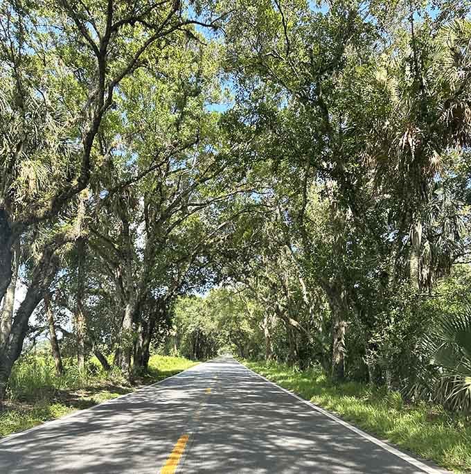 Enter the tunnel where sunlight plays hide-and-seek through branches, creating nature's own light show for free admission.