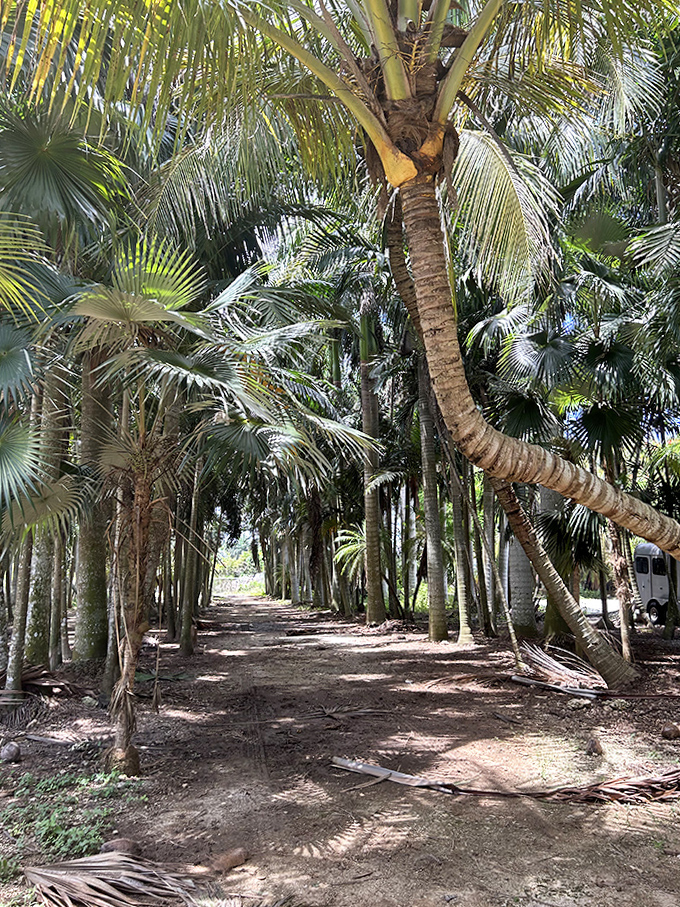 A shaded pathway winds through towering palms, offering a momentary respite from the Florida sunshine between swims.