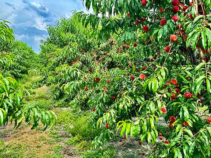 Peach trees heavy with fruit promise summer sweetness, each fuzzy orb a potential pie or cobbler waiting to happen in your kitchen.
