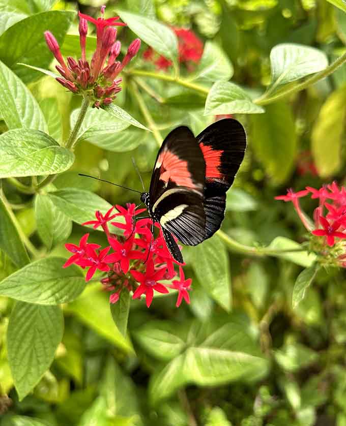 The Red Postman butterfly sports colors so vivid you'd swear someone Photoshopped reality itself.