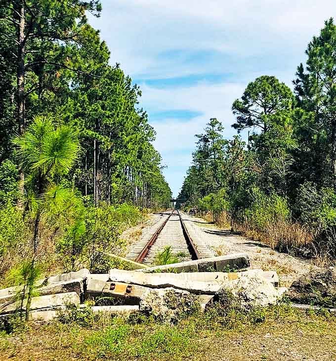 These abandoned railroad tracks are nature's way of creating modern art, slowly being reclaimed by the landscape they once dominated.