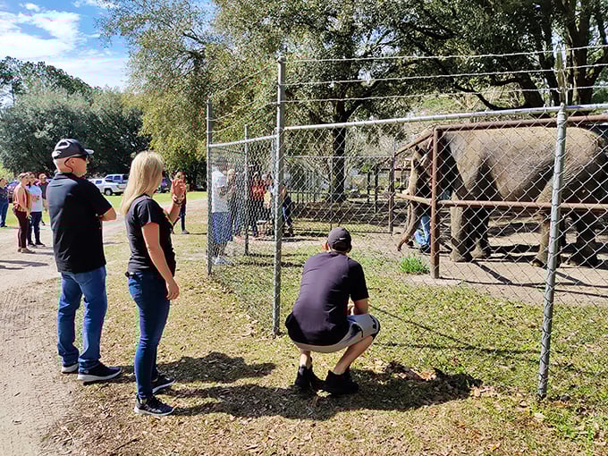 Visitors getting that once-in-a-lifetime close encounter with an elephant—notice how everyone maintains a respectful distance while still being thoroughly amazed.