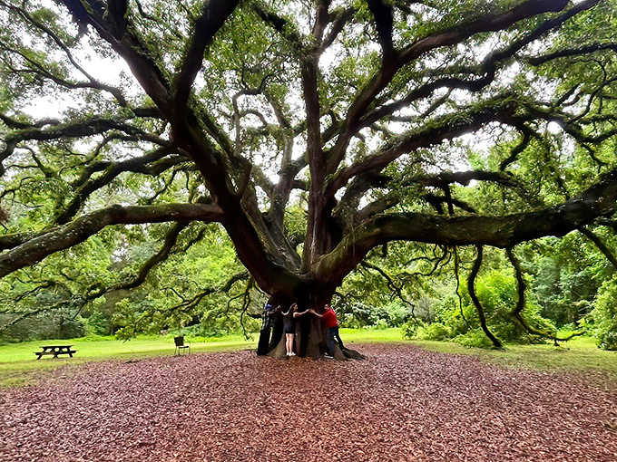 This magnificent oak isn't just a tree &ndash; it's practically a neighborhood, complete with its own zip code and gravitational pull.