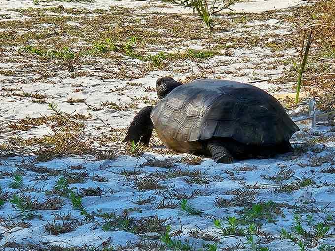 Meet the locals: gopher tortoises who've mastered the art of island living and have zero interest in your schedule.