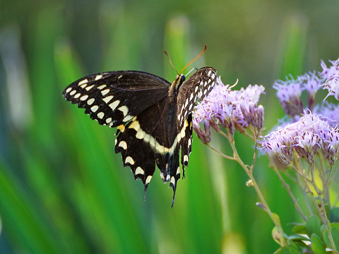 A palamedes swallowtail butterfly takes a breather on purple blazing star flowers, proving nature's color coordination is unmatched by human designers.