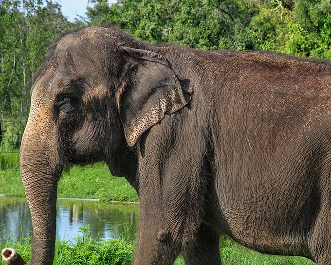 Contemplation by the water &ndash; this elephant's thoughtful gaze seems to hold ancient wisdom and gentle curiosity.