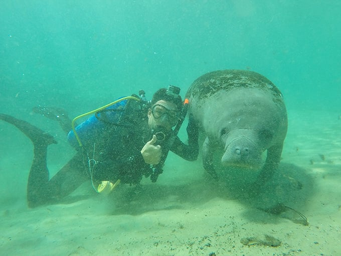 When a curious sea cow approaches a diver, it's like being chosen by the gentle giant for a special aquatic dance.