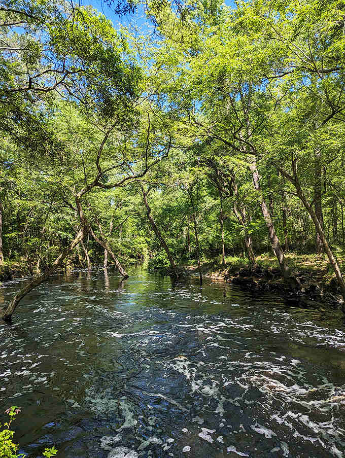 Dappled sunlight plays across the creek's surface, creating a mesmerizing dance of light and shadow in this tranquil setting.