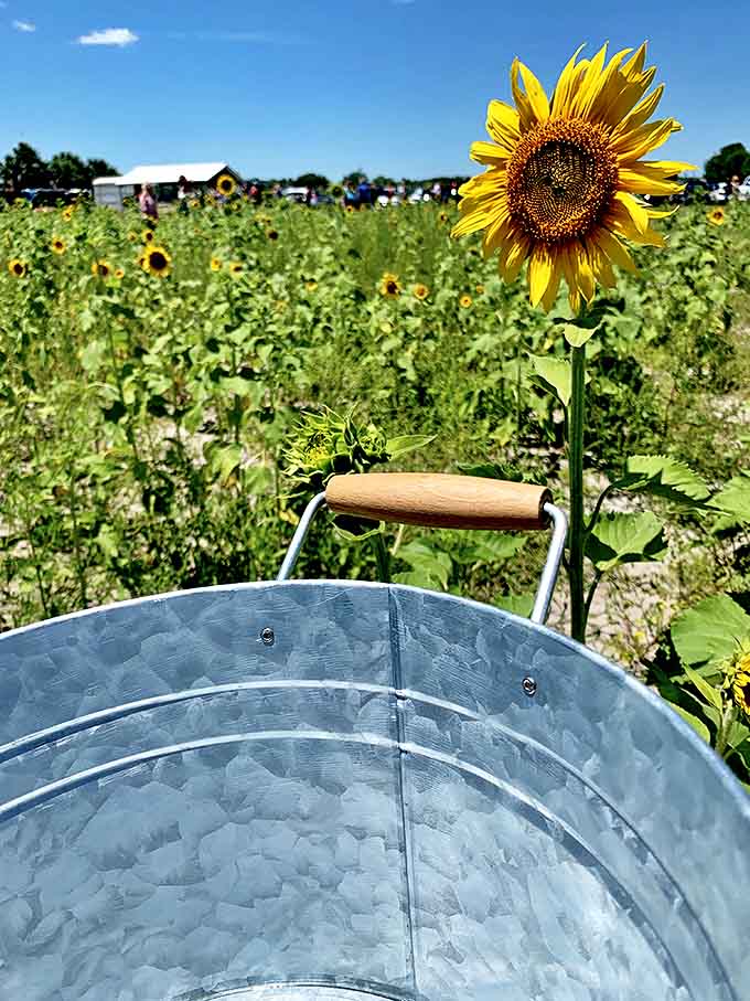 Up close and personal with nature's happiest flower, where every petal seems perfectly placed and the center looks like abstract art designed by Mother Nature herself.