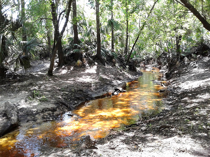 A golden stream meanders through palmettos, its amber waters carrying tannic secrets from deep within the forest.