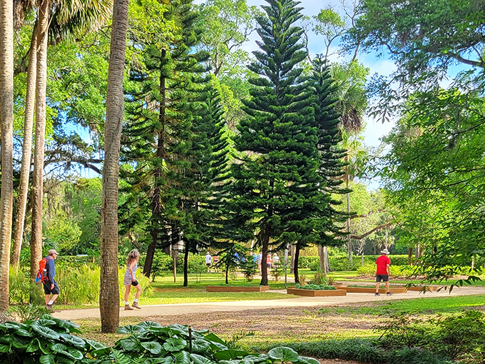 These stately Norfolk pines stand like green sentinels guarding the garden's diverse botanical treasures.