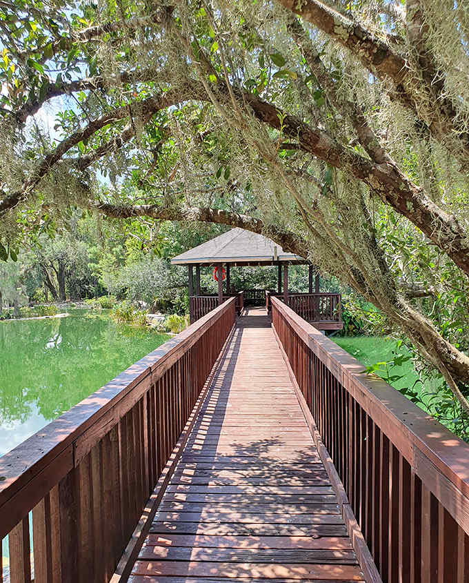 Spanish moss drapes over a wooden boardwalk leading to a gazebo, creating a scene straight from a Southern gothic novel.