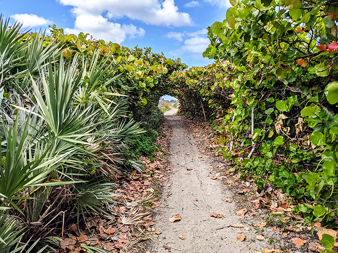 A natural tunnel formed by sea grape trees creates a magical pathway to Blowing Rocks Preserve's dramatic limestone coastline.