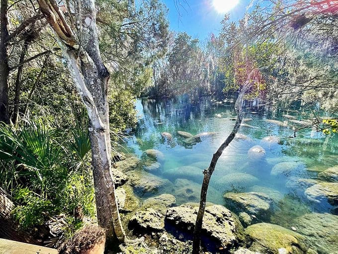 Crystal River's clear waters reveal an underwater paradise, where homes line canals leading to adventures in nature's aquarium.