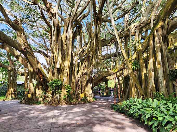 Ancient banyan trees create natural tunnels with their hanging roots, like walking through nature's own cathedral.
