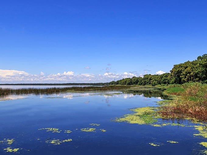 Lake Monroe stretches out like a vast blue canvas, its waters reflecting clouds that seem to be performing a slow dance across the Florida sky.