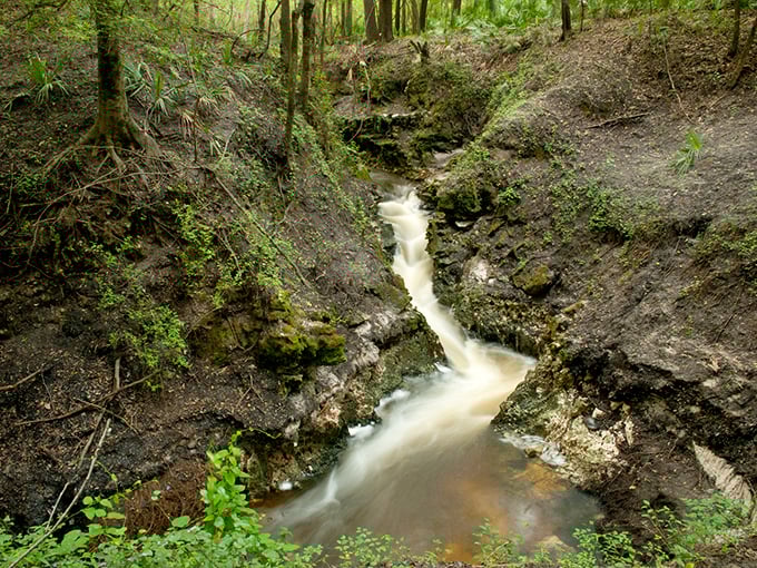 After heavy rains, Camp Branch's normally gentle stream transforms into frothy little waterfalls bubbling through the conservation area.