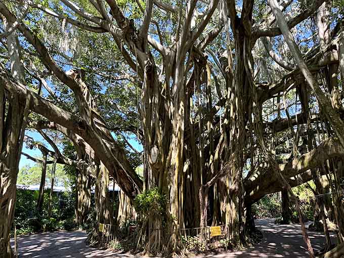 Massive trunks and twisted branches form a living sculpture that's been growing for generations.
