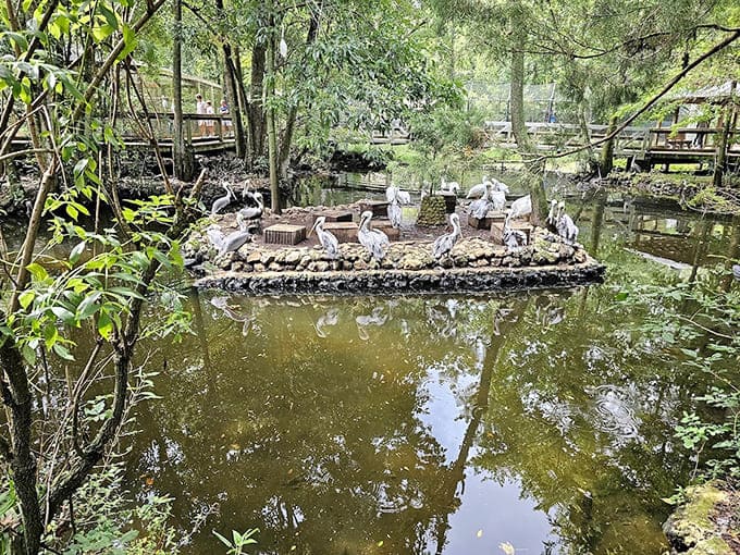 Wildlife gathers on a small island where alligators and birds share space in surprising harmony together.