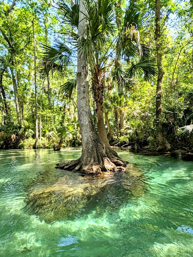 Emerald waters so clear you can count the grains of sand &ndash; Wekiwa Springs offers Florida's most refreshing natural swimming pool.