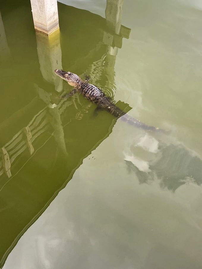 An alligator glides through the green waters, a prehistoric reminder that we're merely visitors in a world they've ruled for millions of years.