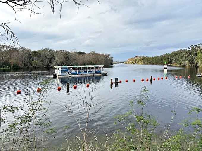 Boat Tour: A covered tour boat glides across the St. Johns River, offering passengers front-row seats to Florida's wild side.