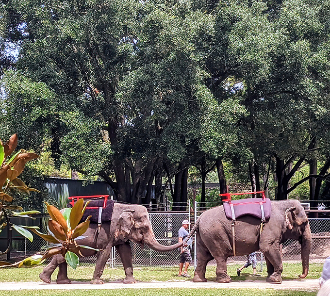 Two elephants on parade! These gentle giants demonstrate their training and social bonds as they follow their handlers across the grounds.